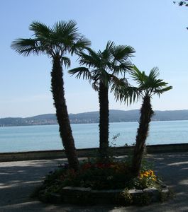 Bodensee